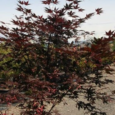 Samurai Sword™ Japanese Maple (ACER PA. SAMURAI SWORD) – Smitty's ...
